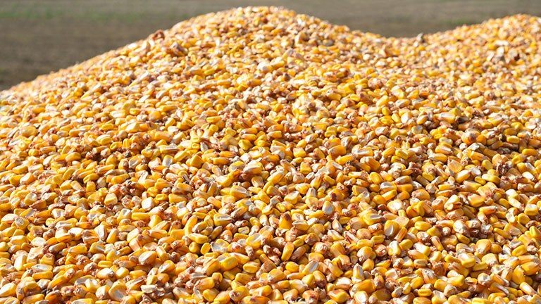 GSI Grain Storage Bins